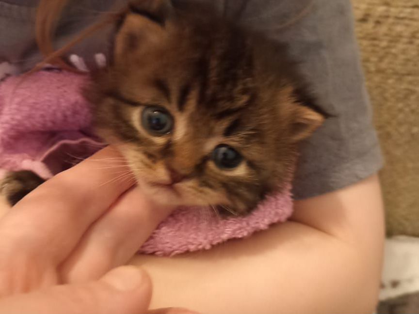 Котятки бесплатно