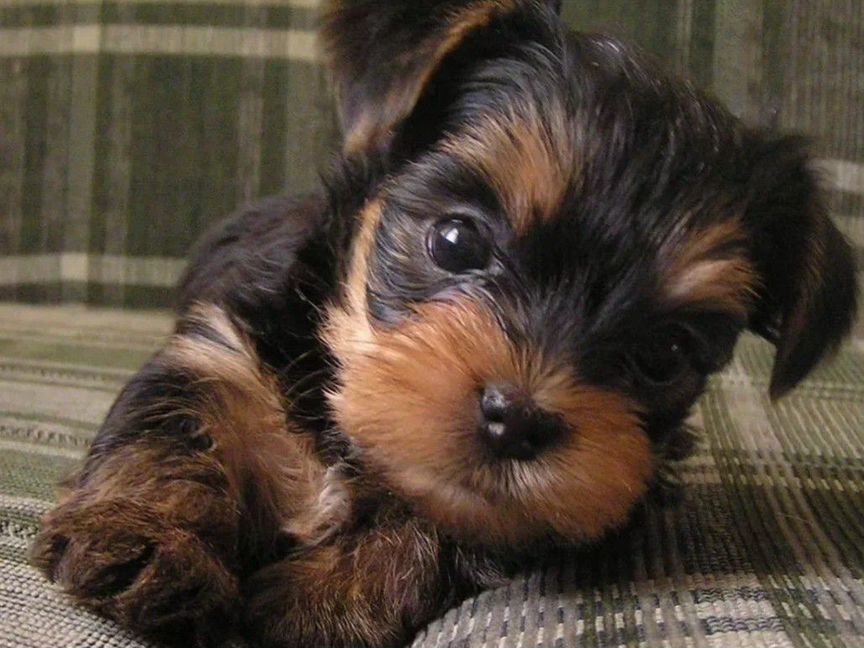 Йоркширский терьер