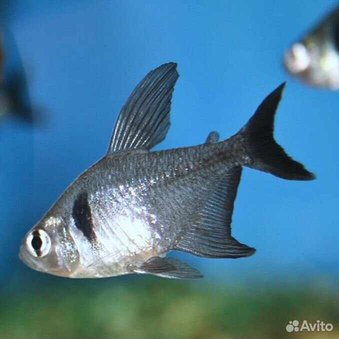 Тетра Черный фантом (Megalamphodus megalopterus)