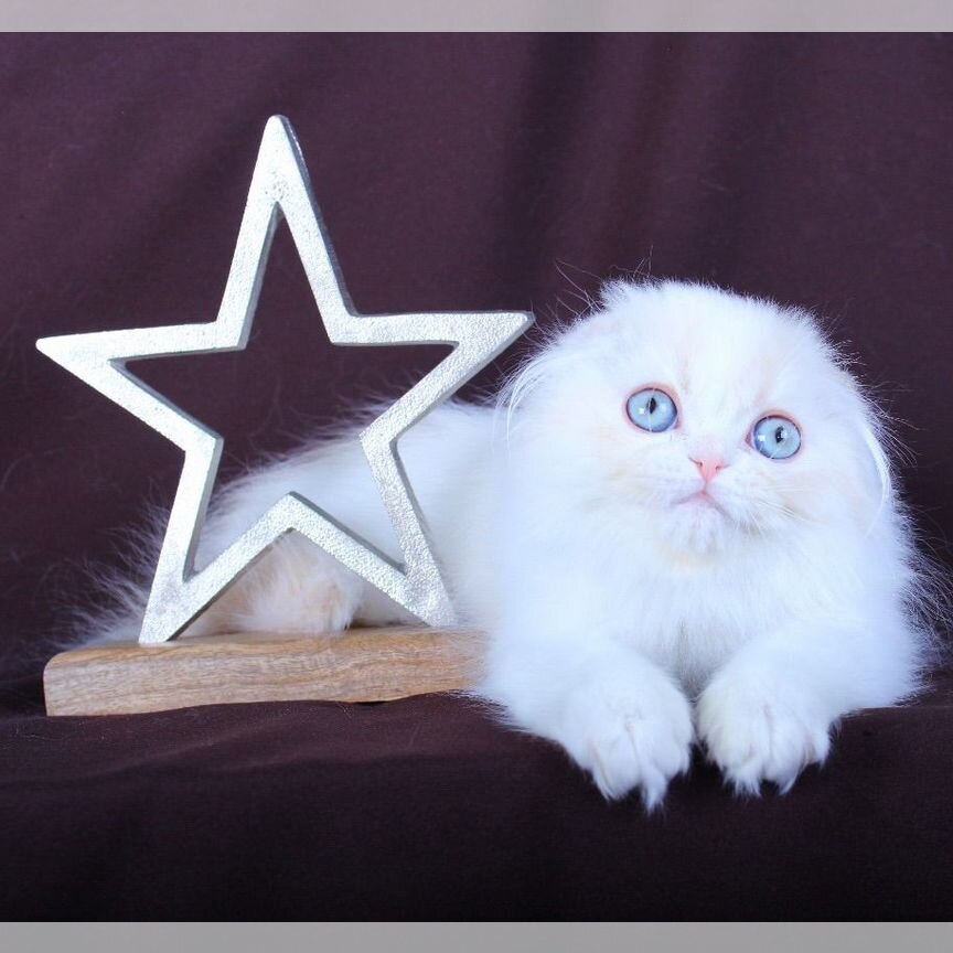 Эксклюзивный Котенок редкого окраса