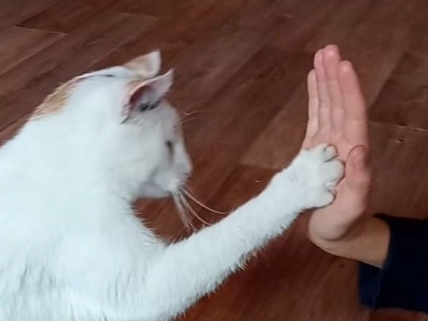 Дрессированная кошечка в добрые руки