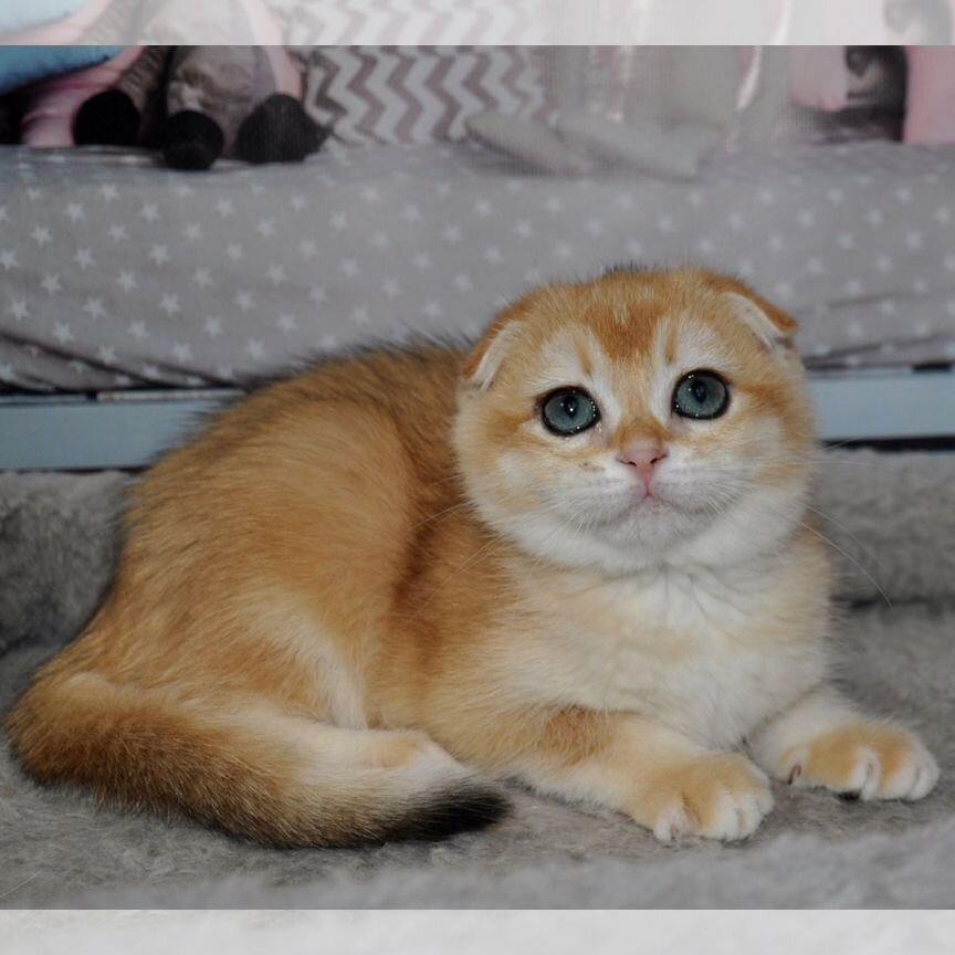 Шотландский вислоухий короткошёрстный котёнок