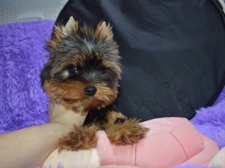 Мини мальчик красавчик