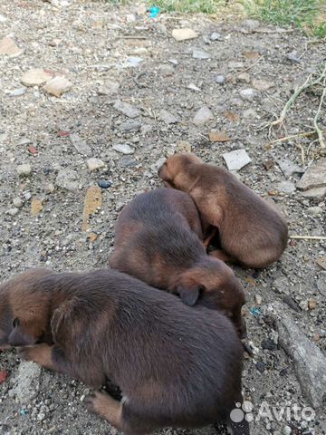 Щенки австралийской овчарки келпи
