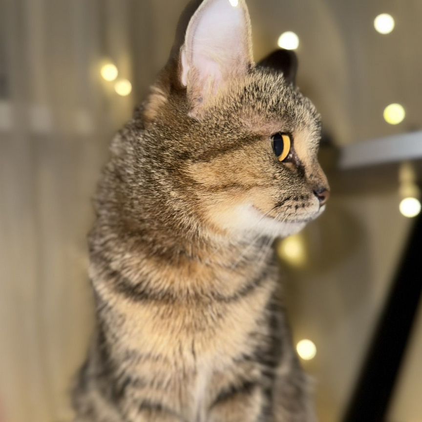Анатолийский котёнок
