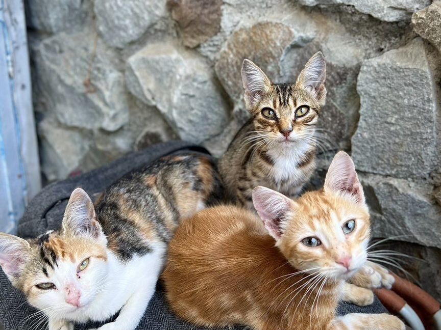 Котята в добрые руки