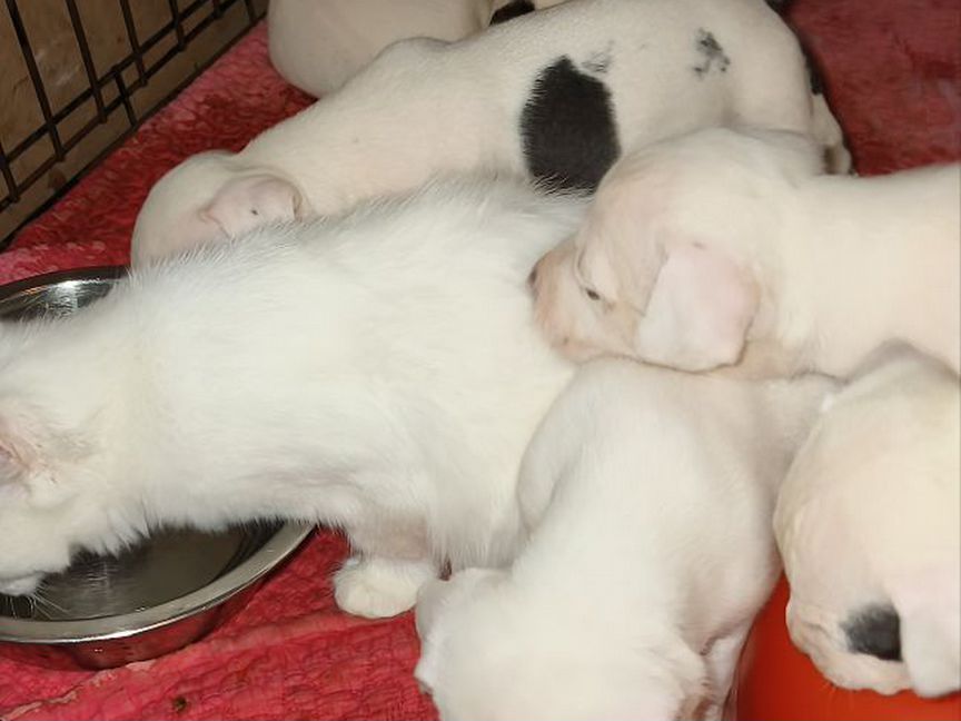 Щенки американского стаффорда