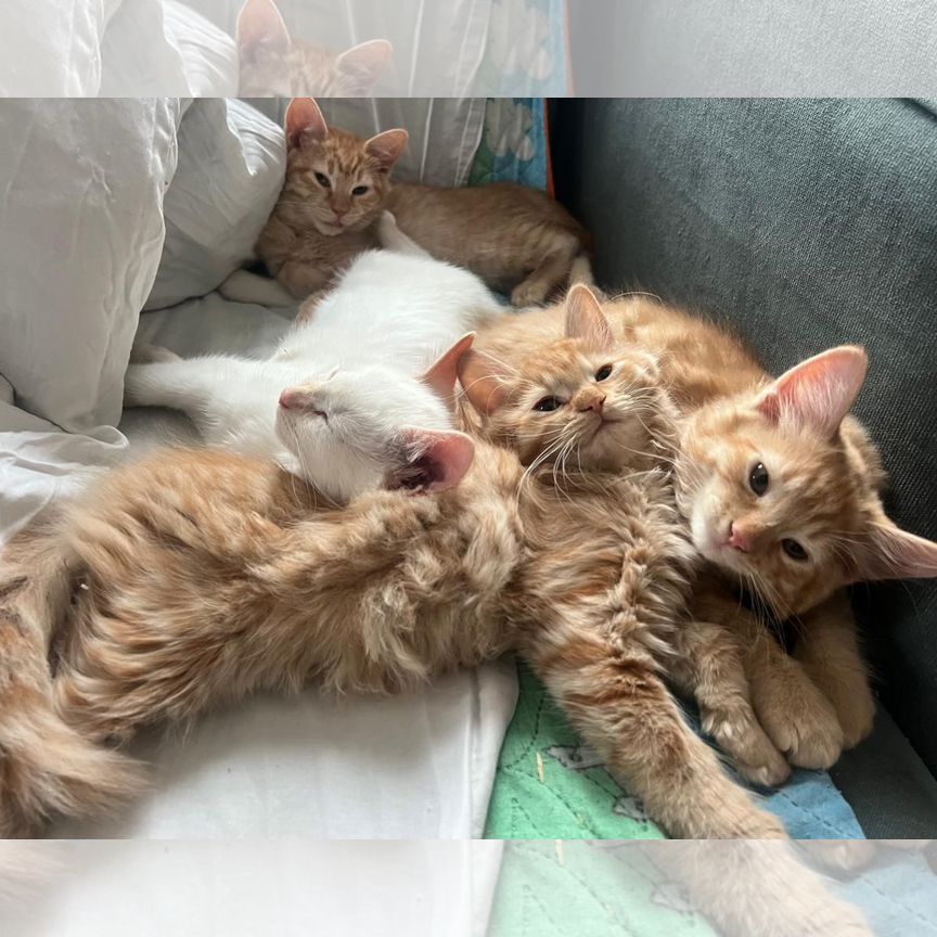 Пушистый подарок на новый год