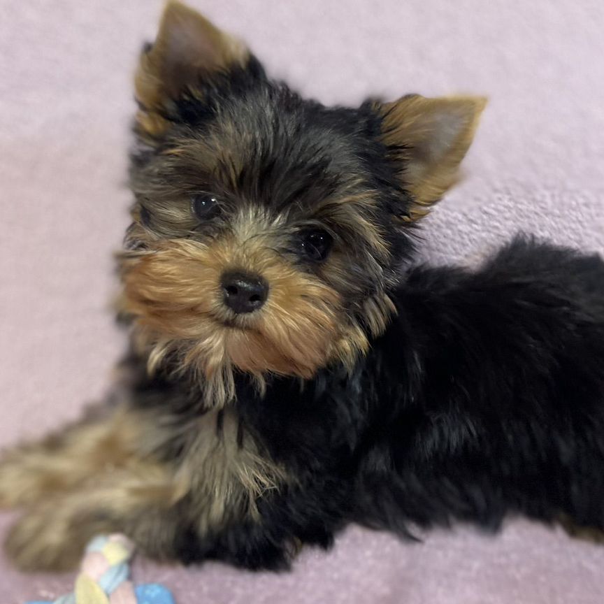 Йоркширский терьер, щенок