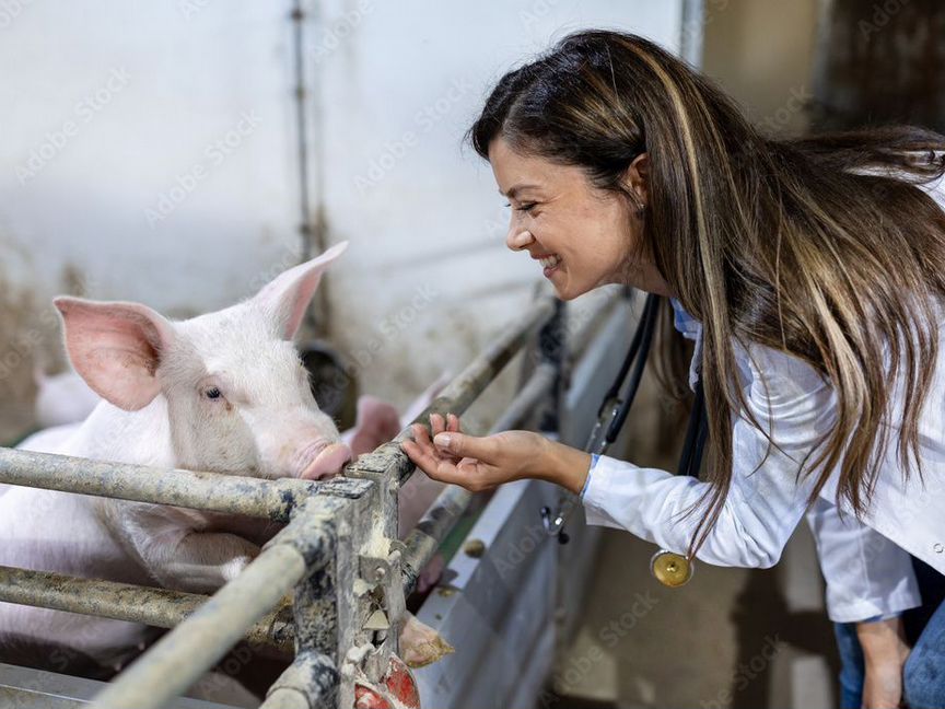 Семя хряка для лпх