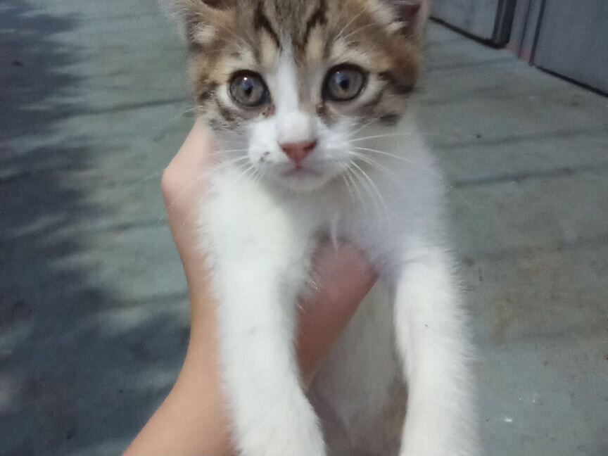 Беспородные котята