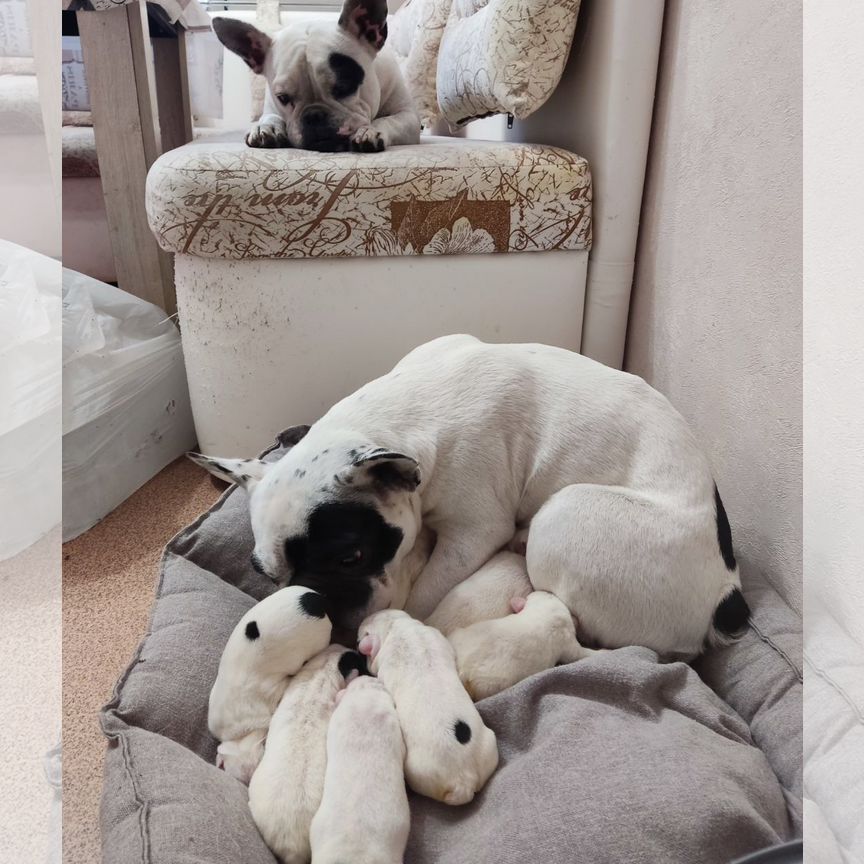 Французский бульдог щенки