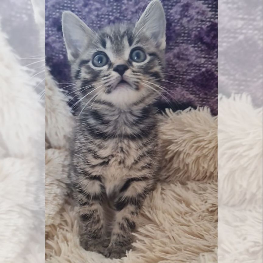 Котёнок в добрые руки