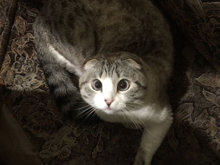 Коты в добрые руки