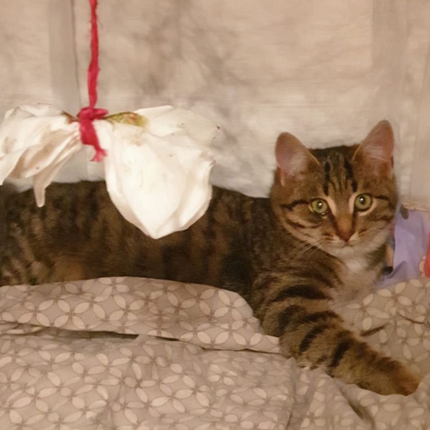 Котёнок в добрые руки