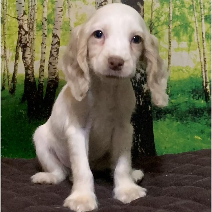 Русский охотничий спаниель, щенок