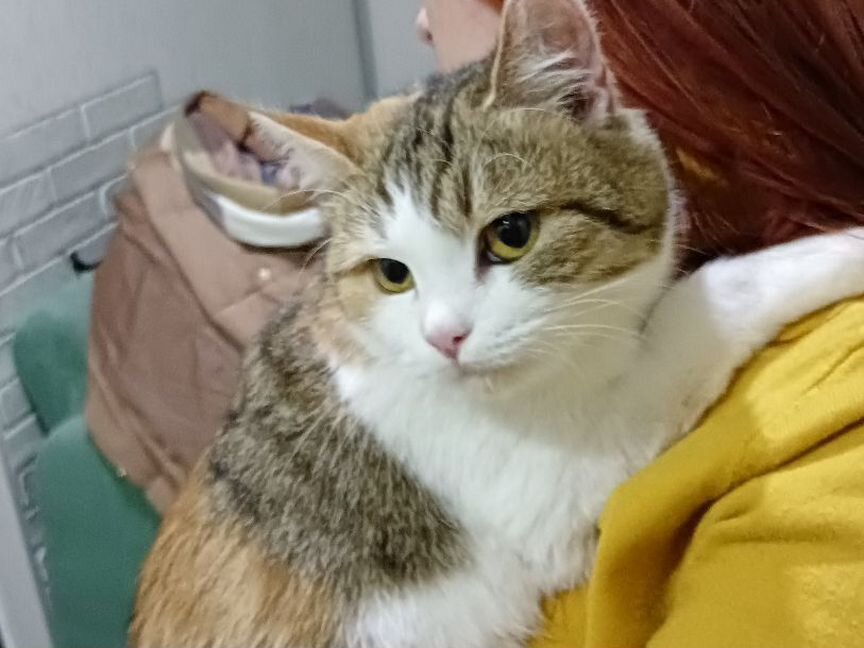 Кошка обнимашка в добрые руки