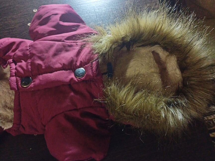 Камбензон зимний