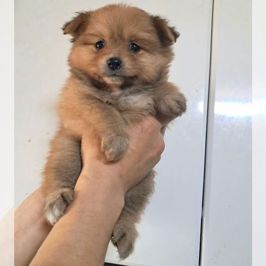 Щенки шпица