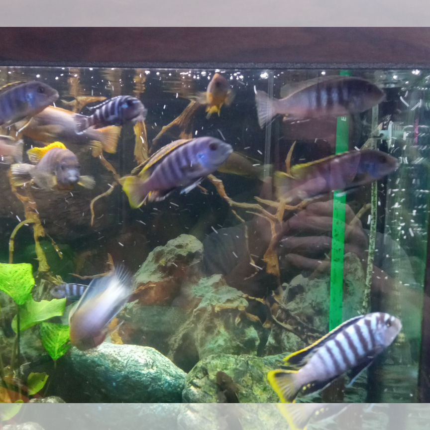 Рыба цихлиды