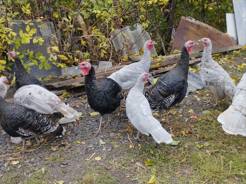 Индюки домашние