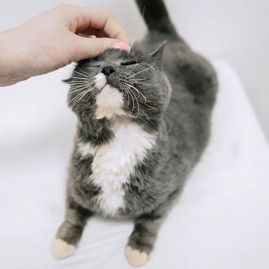 Нежная кошечка Шушоня из приюта бесплатно