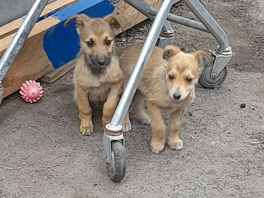 Щенки в добрые руки