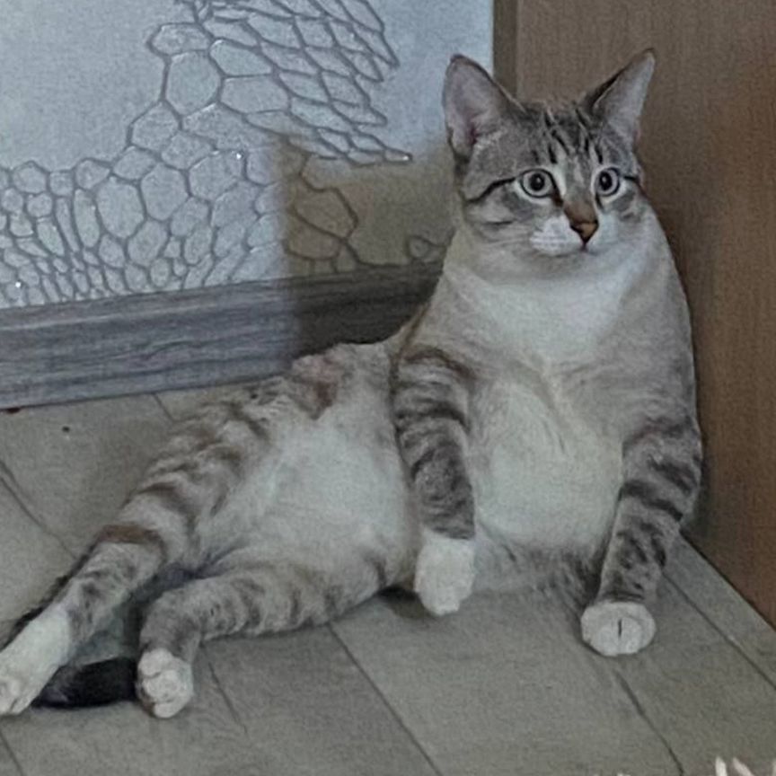 Взрослый кот в добрые руки