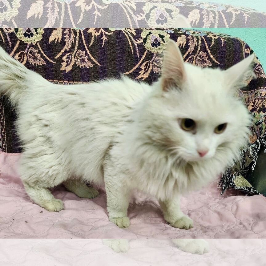 Турецкая ангора, взрослый кот