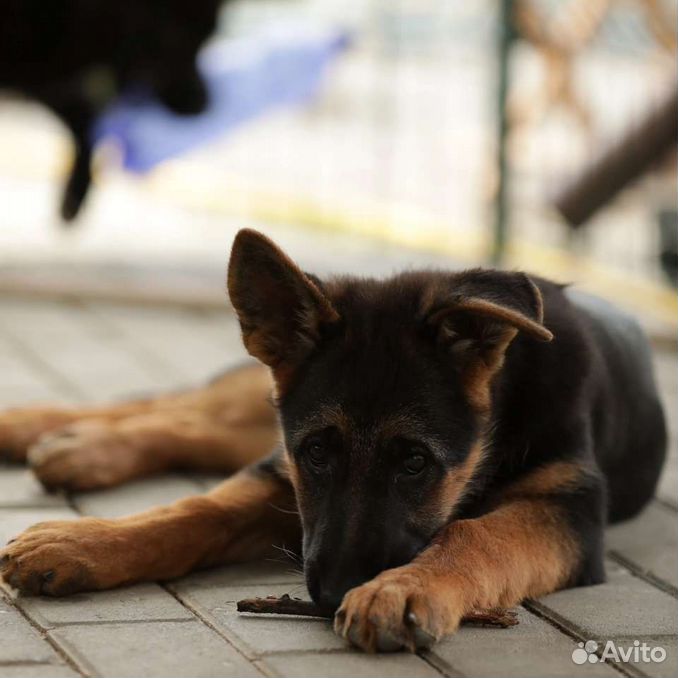 Немецкая овчарка, девочка чепрачного окраса