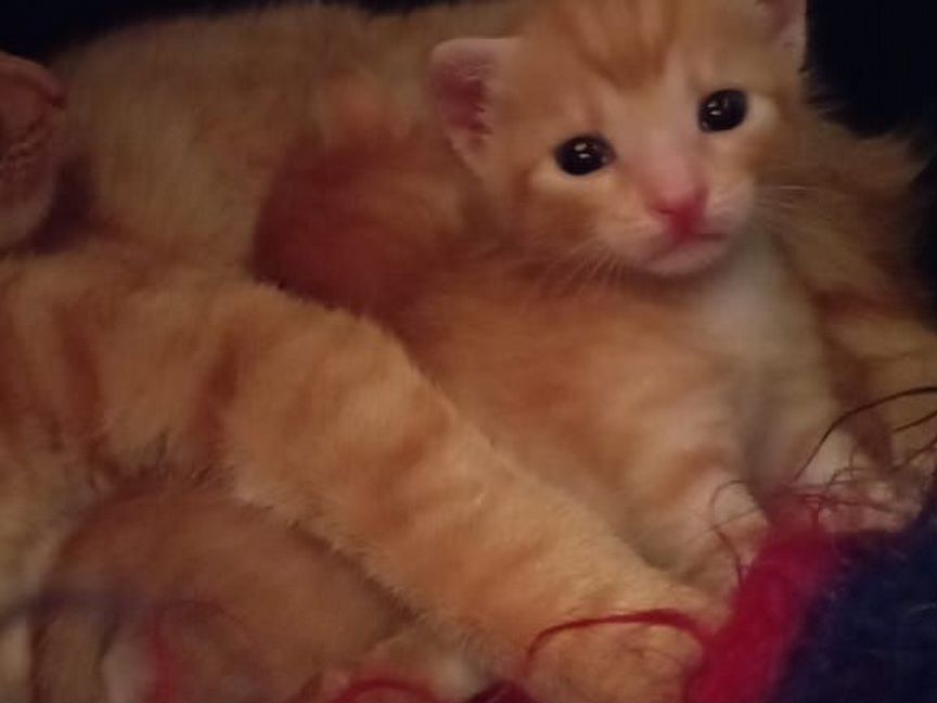 Котята в добрые руки