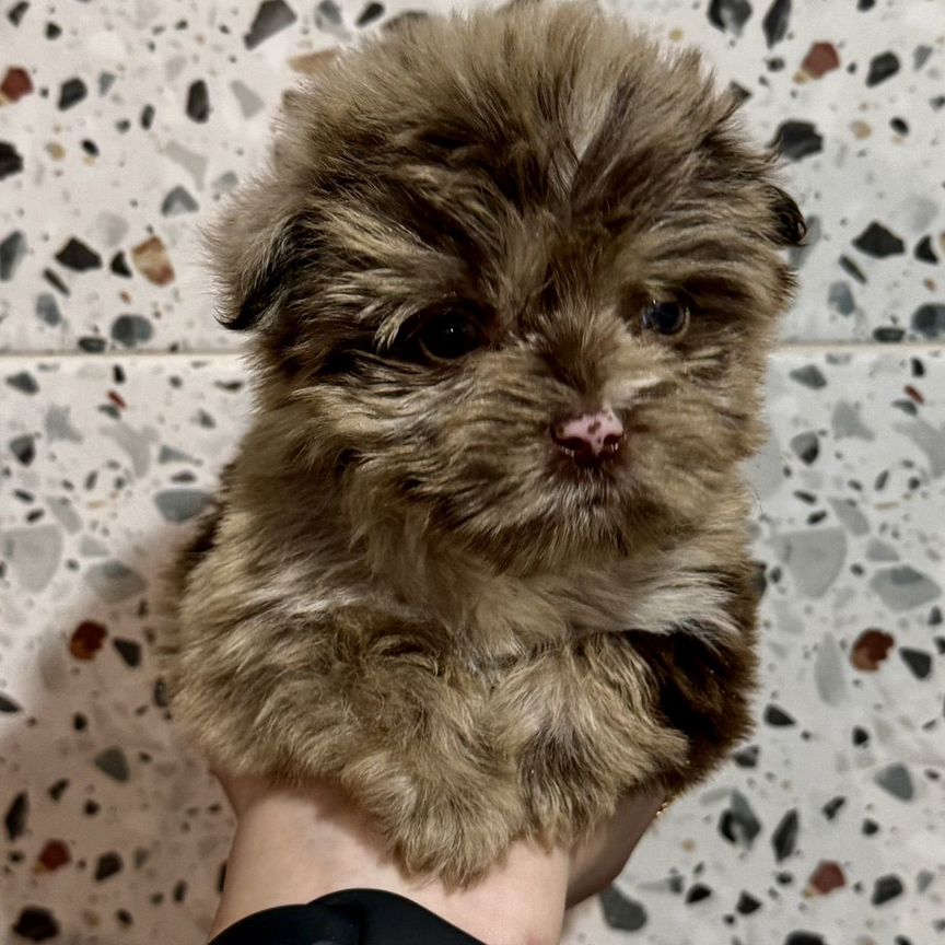 Йоркширский терьер, щенок