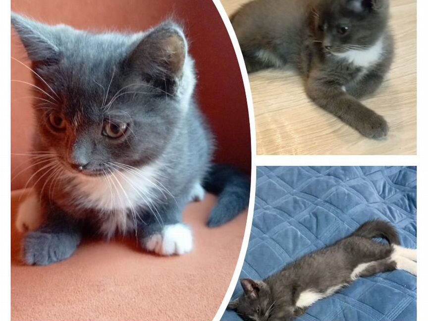 Котенок в добрые руки