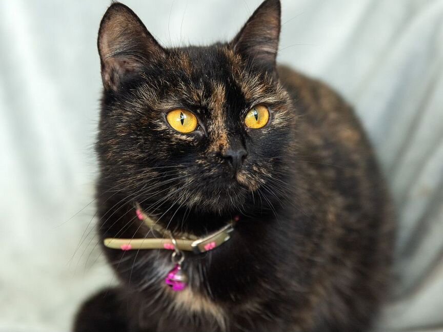 Кошечка Люся