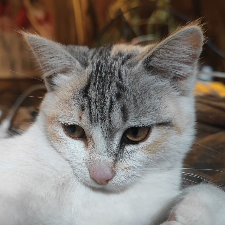 Котенок девочка котейка девочка