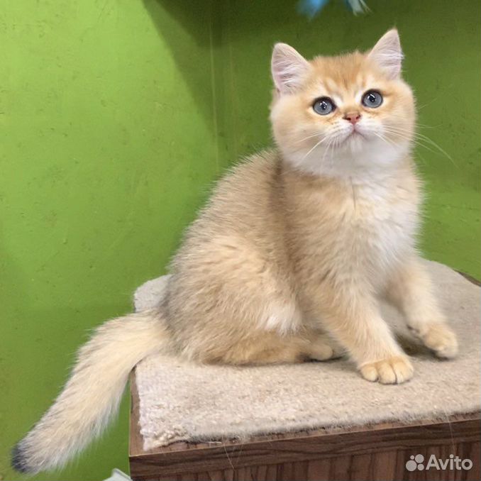 Медвежонок(золотая шиншилла)