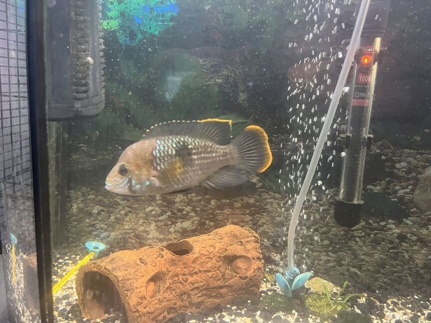 Акара бирюзовая и Таракатум