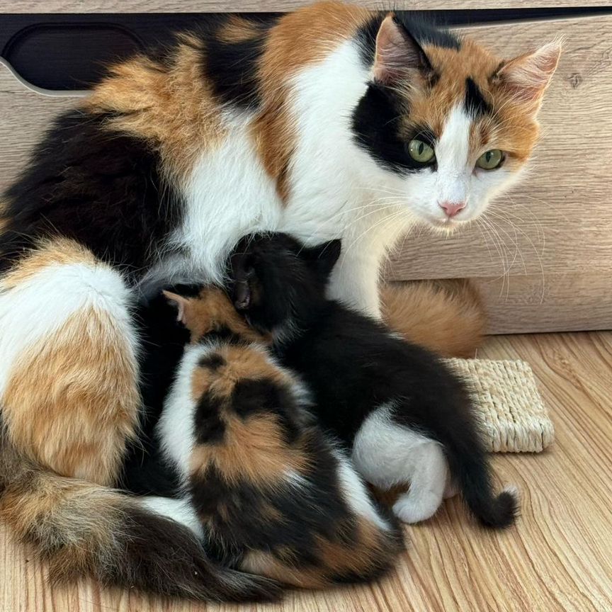 Котята в добрые руки