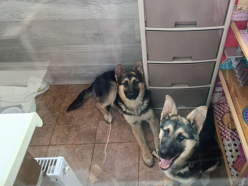 Близкие метисы овчарки в дар