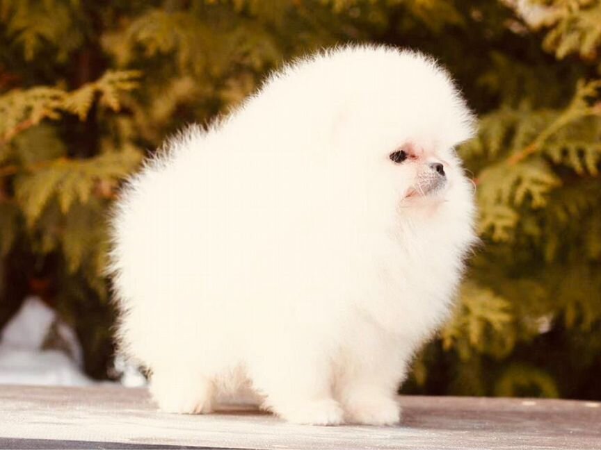 Шикарный малыш Vip pom. Супер Мини