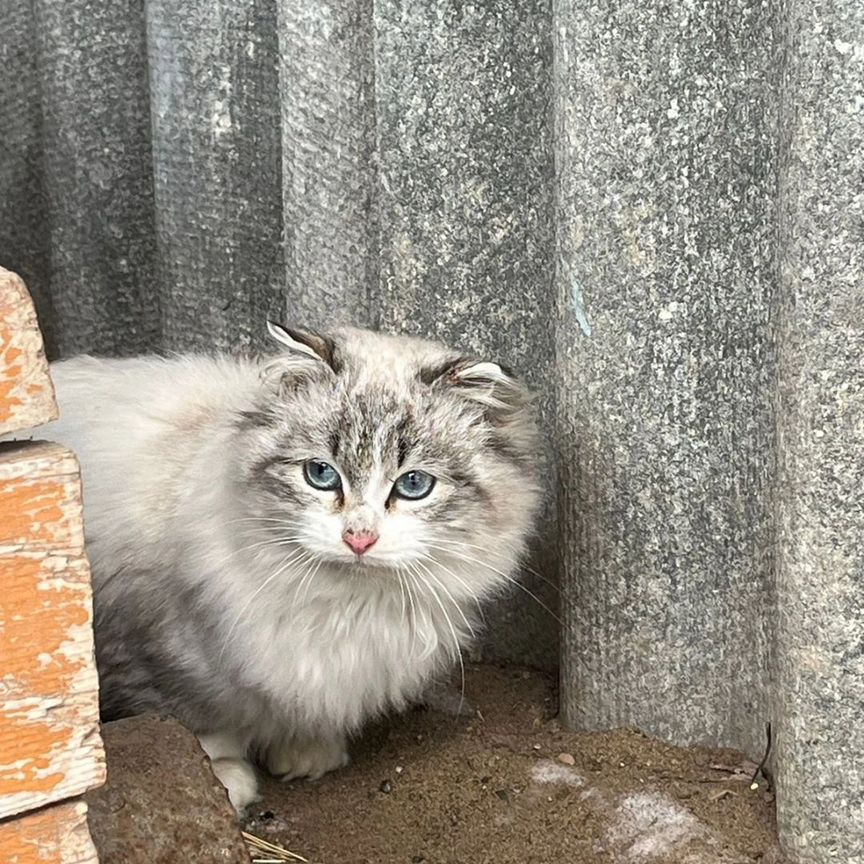 Шикарная девочка