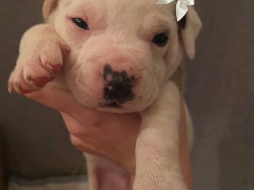 Щенки Американского Стаффорда