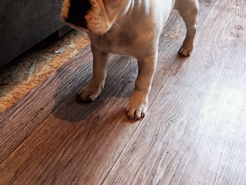 Французский бульдог