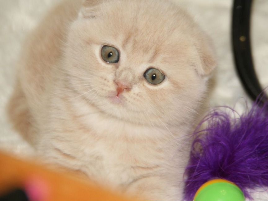 Мальчишка-шотландчик