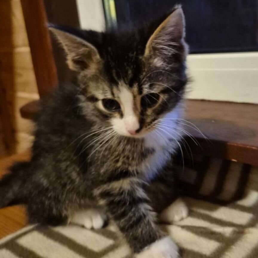 Котенок 2 месяца