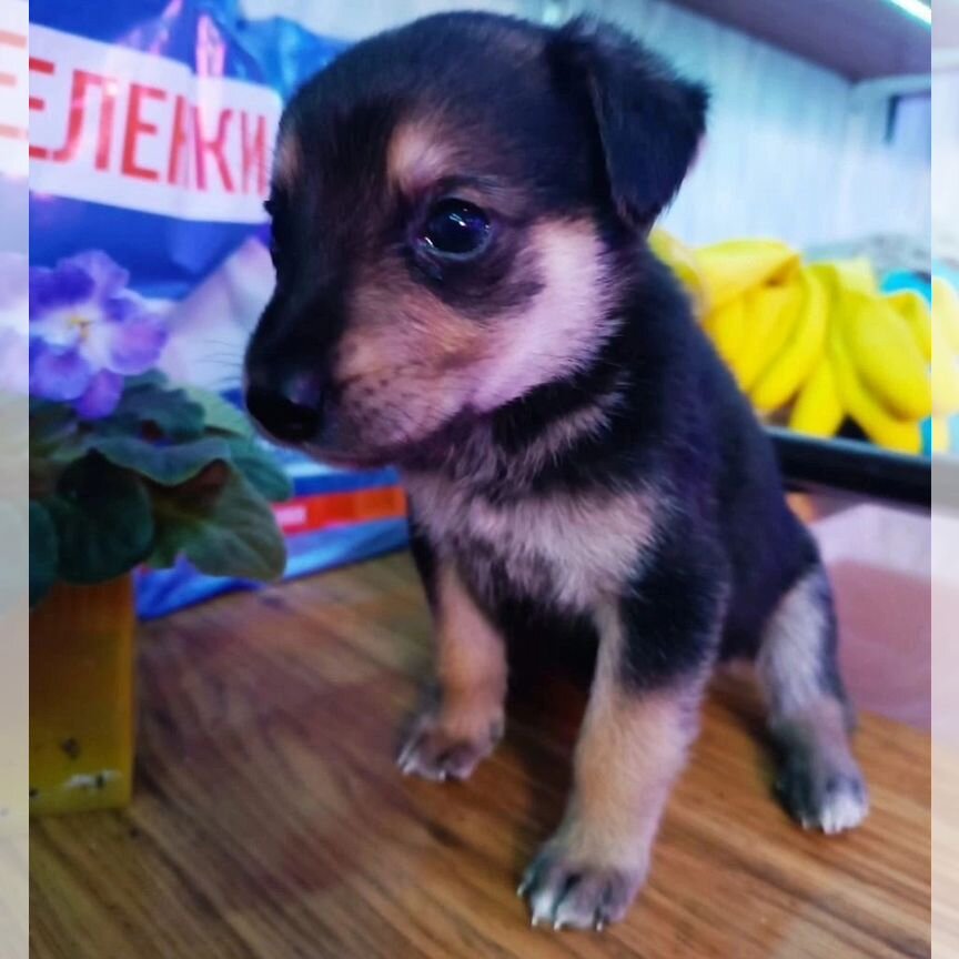 Щенок в добрые руки 1 месяц