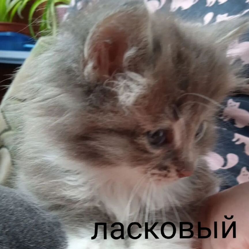 Сибирский котёнок