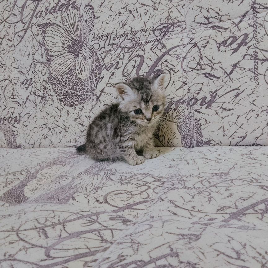 Кот