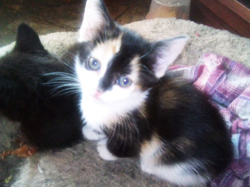 Котенок