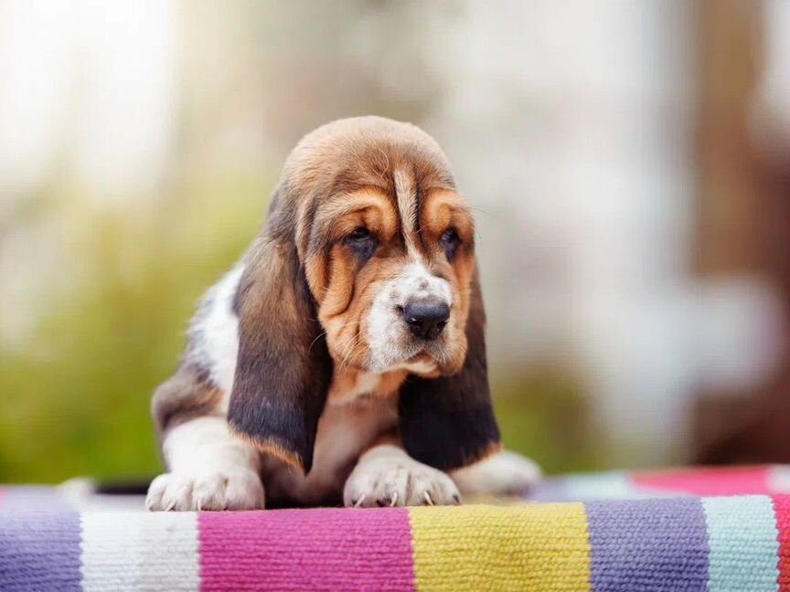 Щенок бассет хаунд